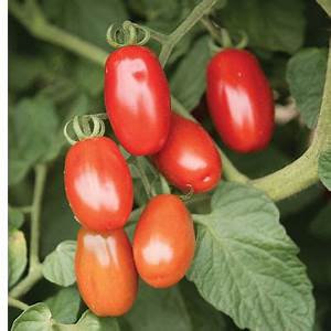 Red Grape Tomato Seeds - Etsy