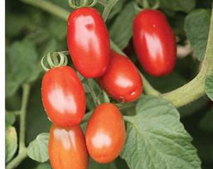 Red Grape Tomato Seeds - Etsy
