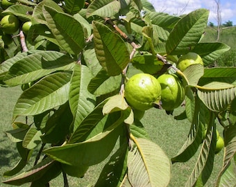 V RARE Dwarf Guava Fruit Tree 3 ,10 or 20 SEEDS No Plant combined ...