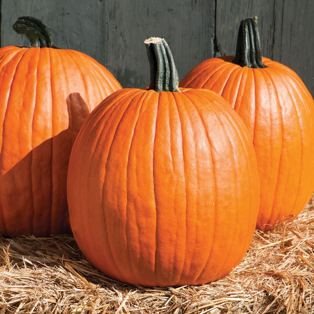 Rival Pumpkin - Etsy