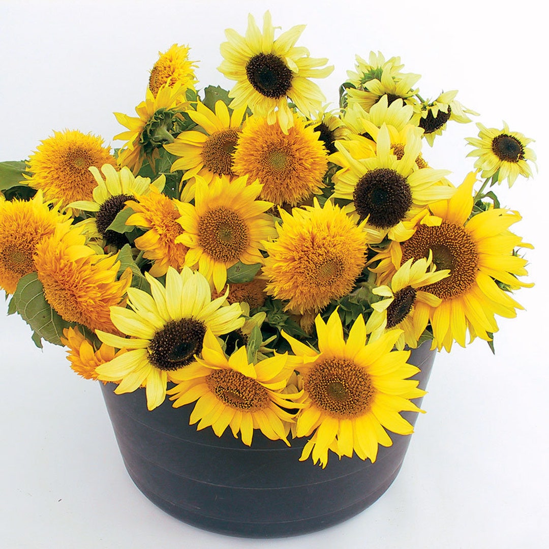 Ornamental Sunflower Mix (yellow Multi-head) 25 SEEDS - Etsy