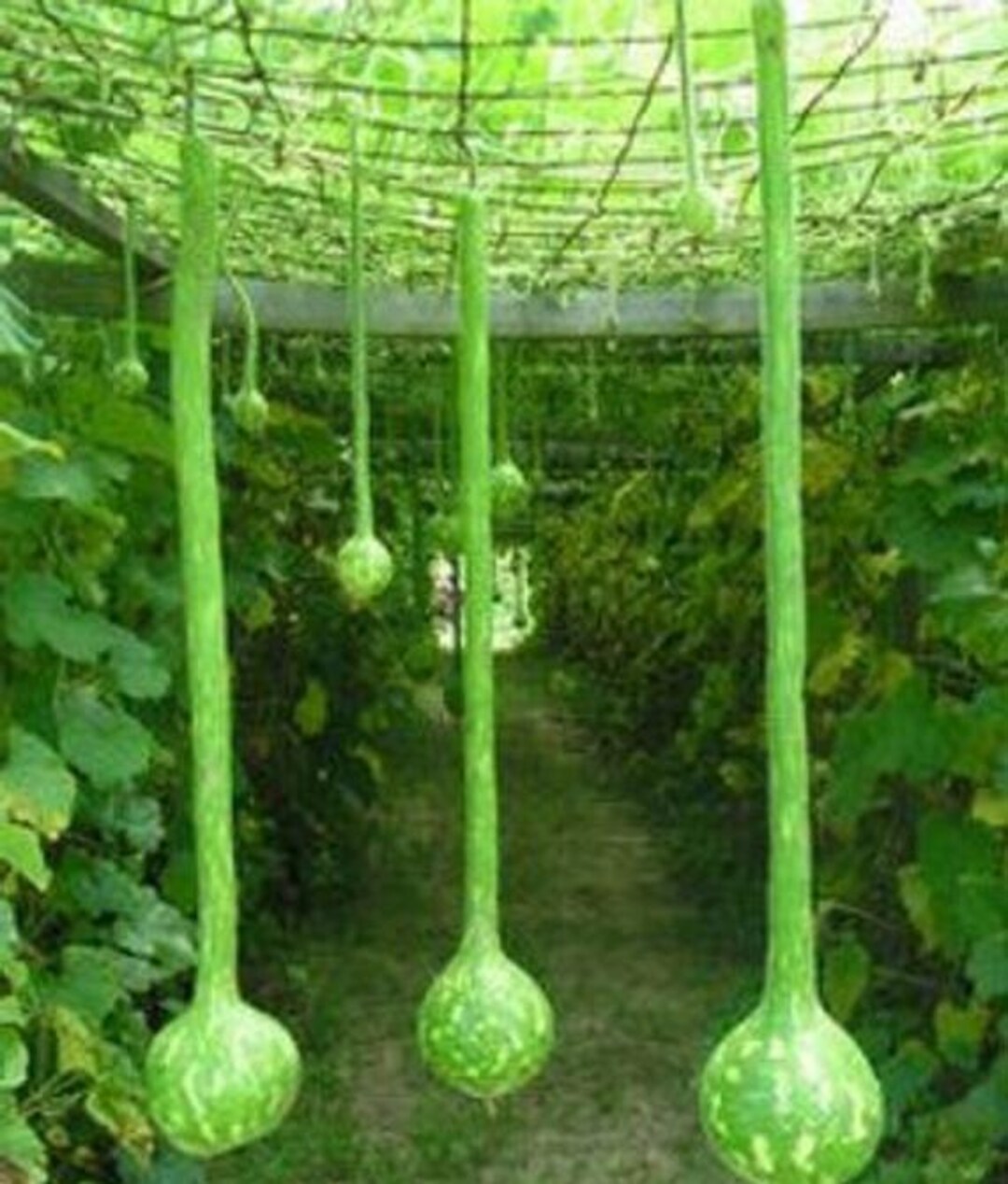 Extra Long Handle Dipper Gourds Seeds (TREATED SEEDS) - Etsy