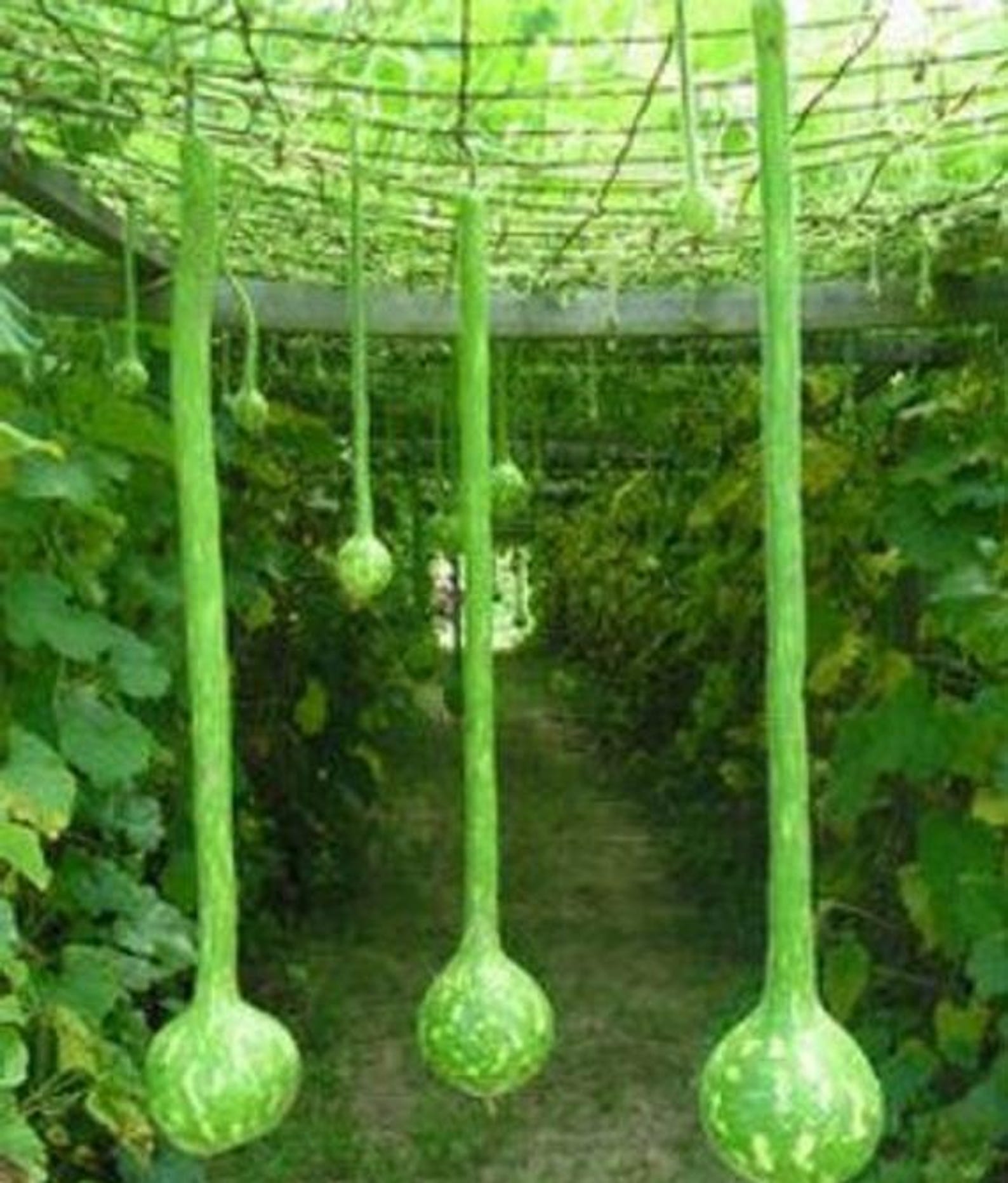 Extra Long Handle Dipper Gourds Seeds (TREATED SEEDS) - Etsy