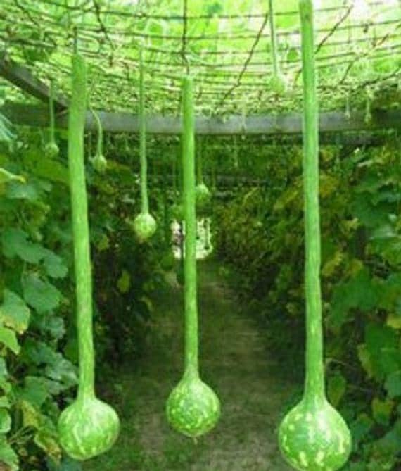 Extra Long Handle Dipper Gourds Seeds (TREATED SEEDS) - Etsy