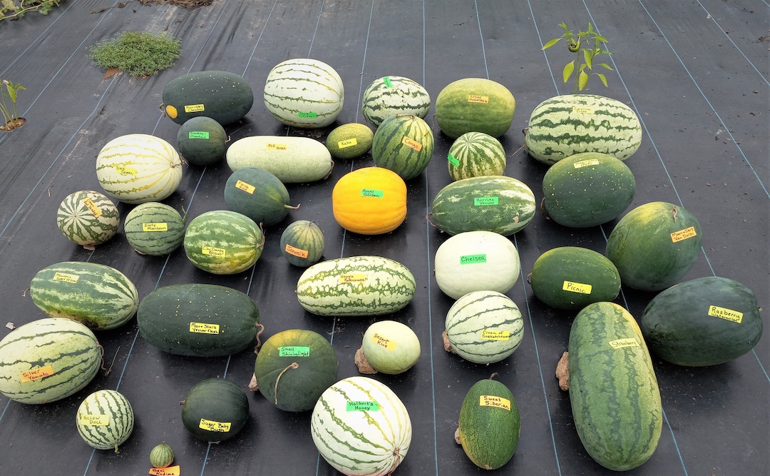 Custom Watermelon Seed Mix - Etsy