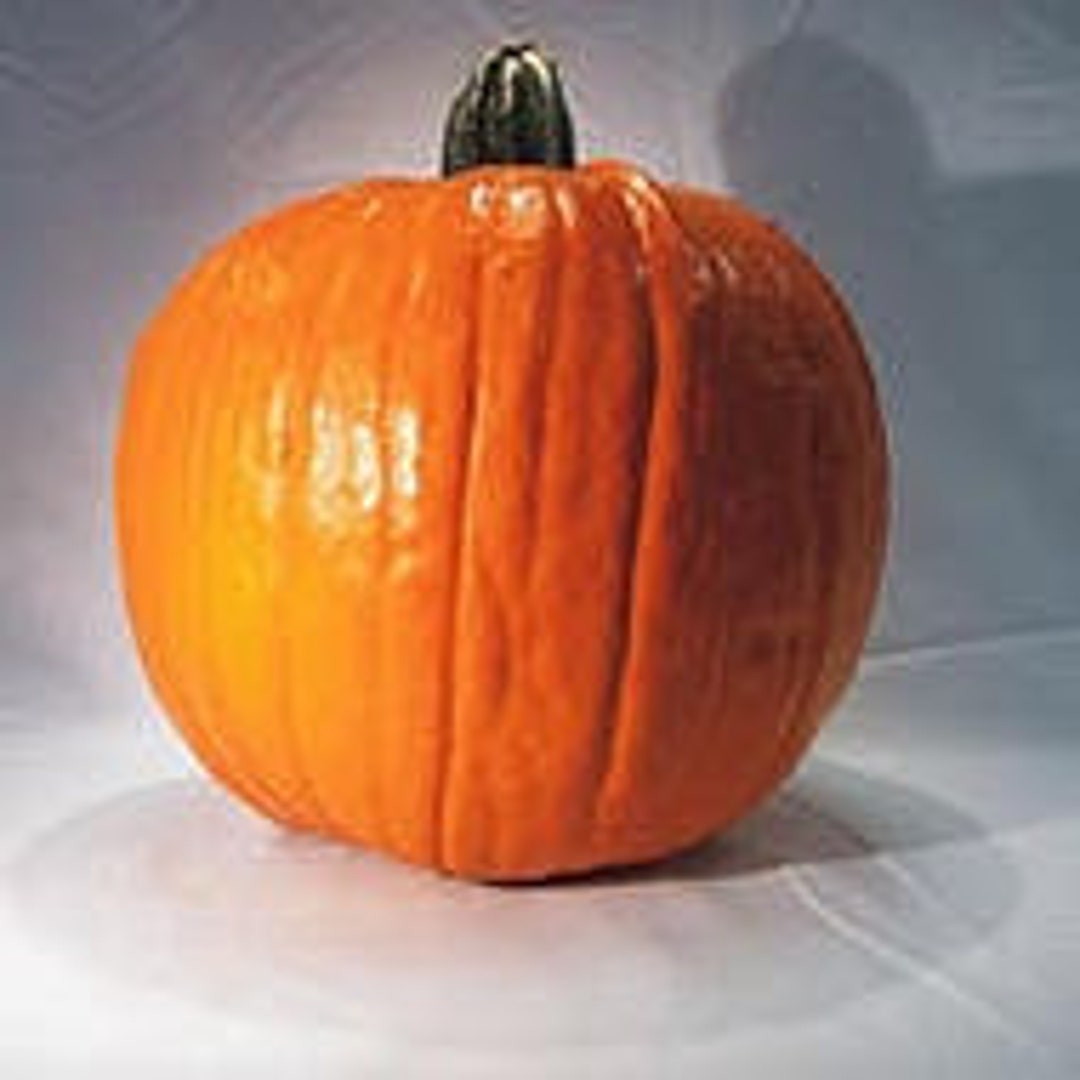 Gold Rush Pumpkin Seeds - Etsy