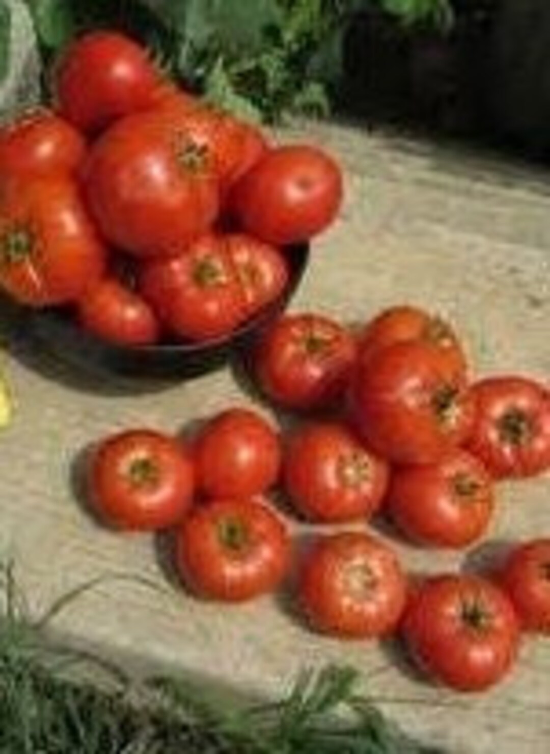 Homestead Heirloom Tomato Seeds - Etsy