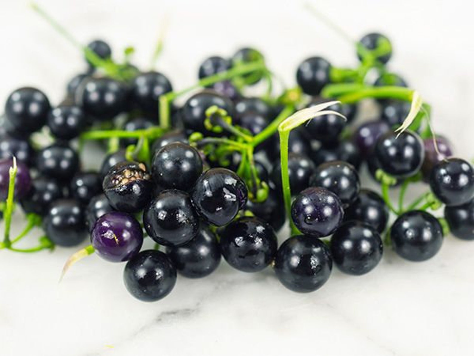 Chichiquelite Huckleberry Seeds | Etsy