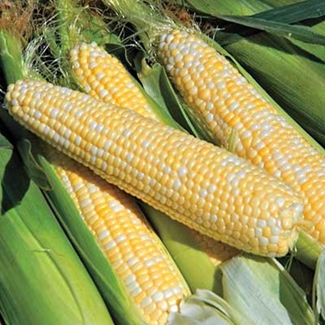 Bi-licious Sweet Corn - Non-treated Seeds - Etsy