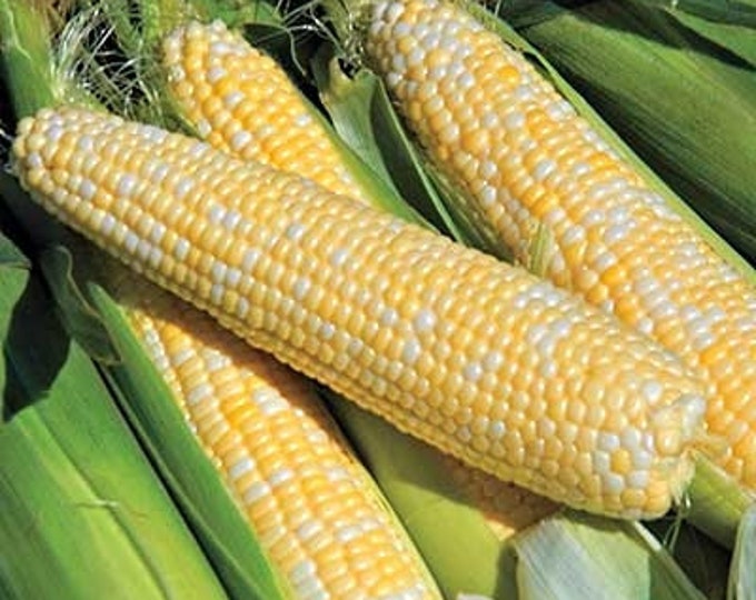 Bi-licious Sweet Corn - Non-treated Seeds - Etsy