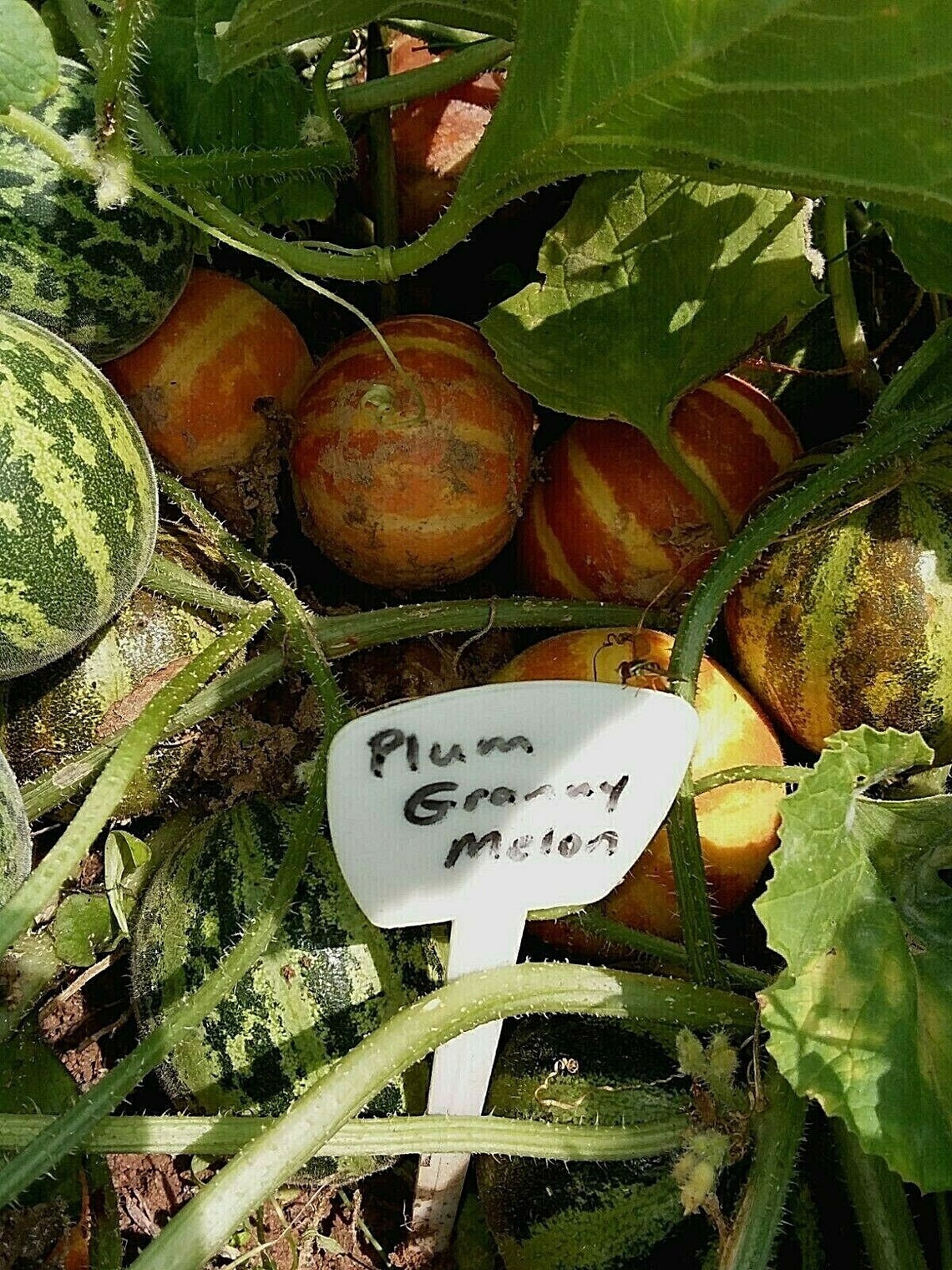 Plum Granny Melon Seeds - Mini Melon's - 15 Seeds - Loads of Fruit - Etsy