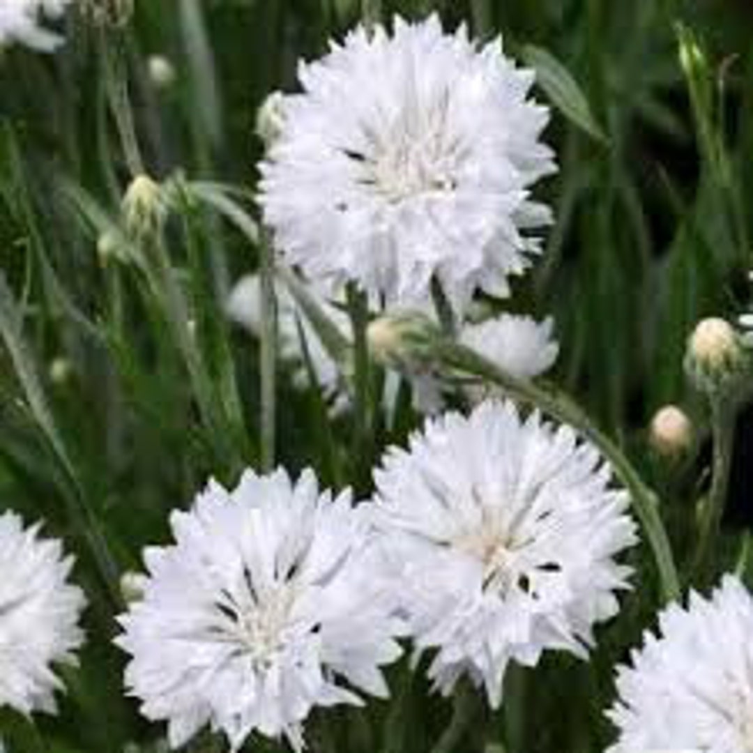 Tall White Cornflower Seeds - Etsy