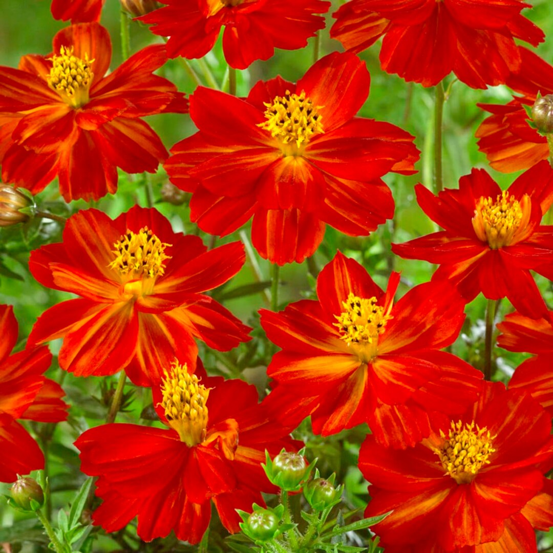 Cosmos Sulphur 'crest Red' Seeds - Etsy