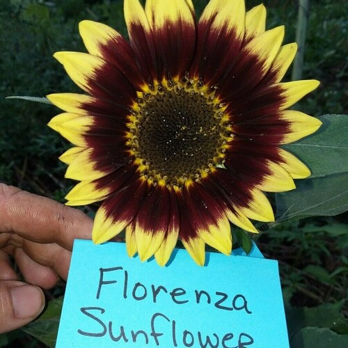 Magic Roundabout Sunflower Seeds loads of Small Heads - Etsy