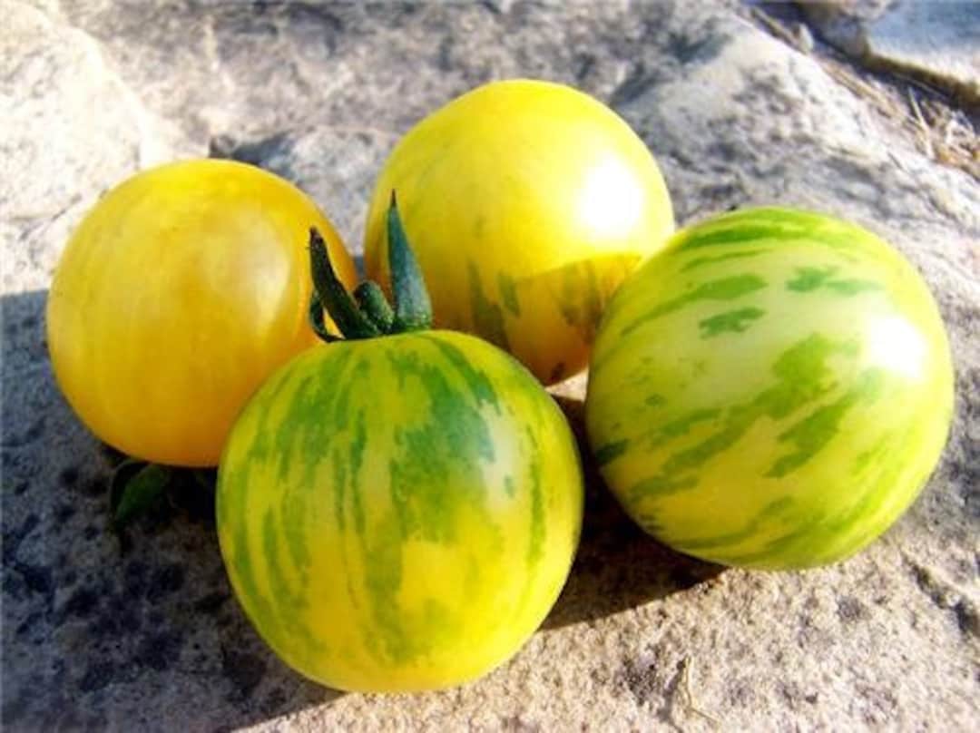 Topaz Tomato Seeds - Etsy