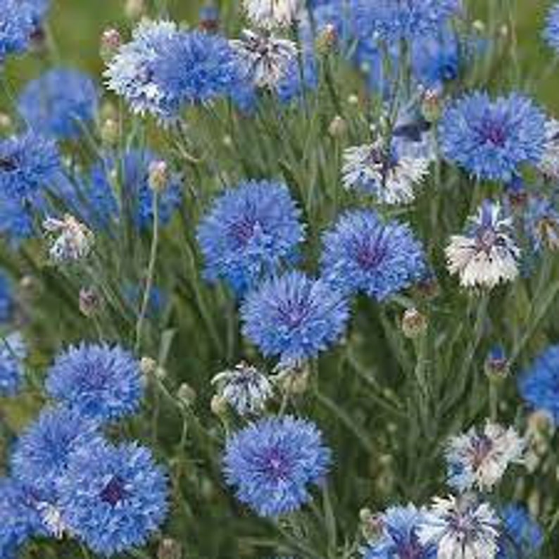 Dwarf Blue Cornflower Seeds - Etsy