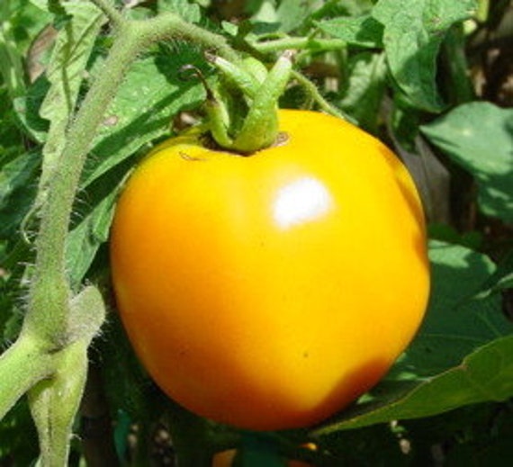 Moonglow Tomato Seeds | Etsy