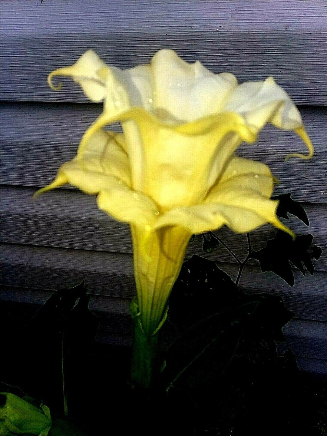 Cream & Sugar Devil Trumpet (datura) Seeds - Etsy