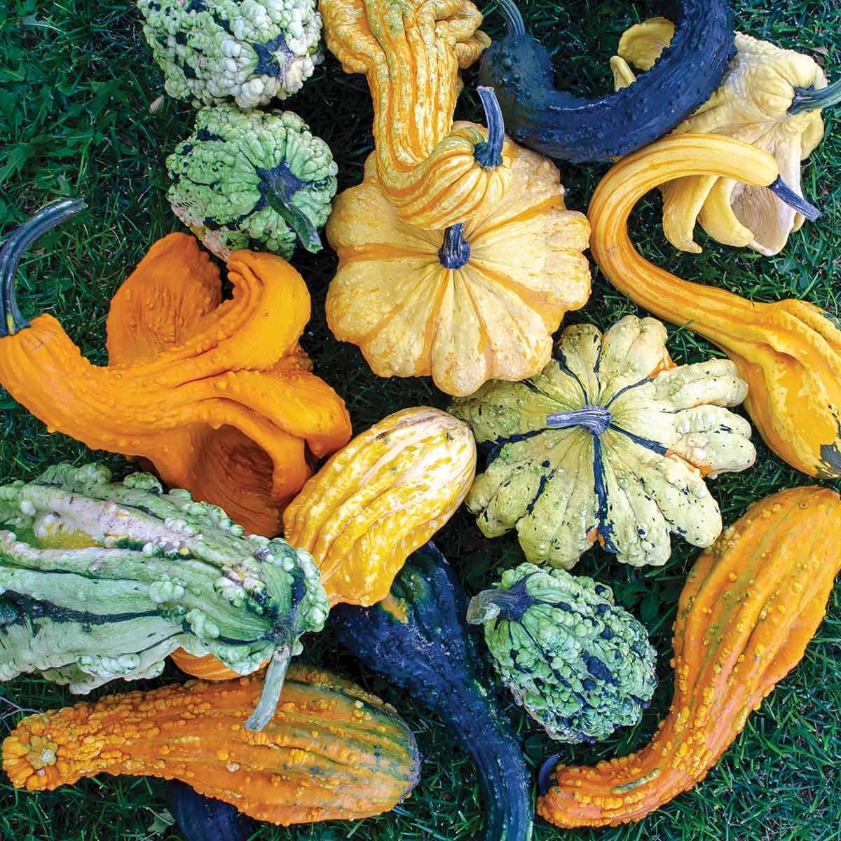 Giant Ornamental Fall Gourd Mix (giant Size Gourds) - Etsy