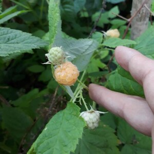 Golden Harvest Raspberry Seeds - Etsy