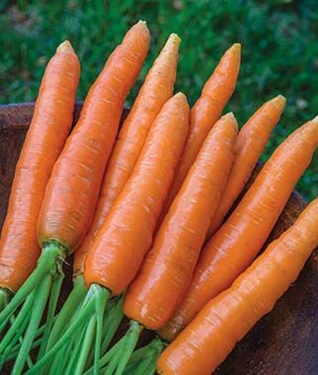 Scarlet Nantes Carrot Seeds - Etsy