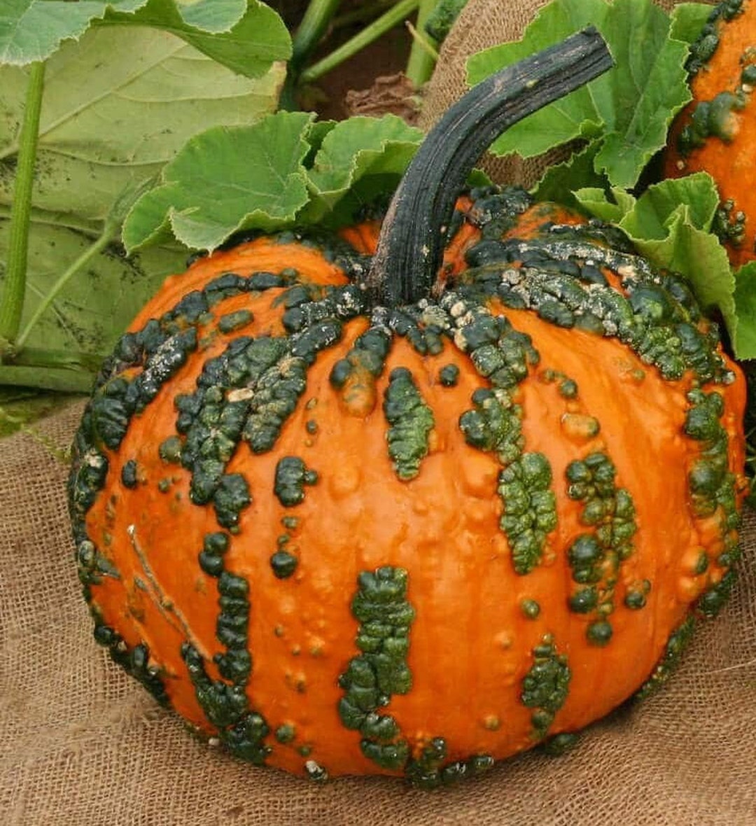 Small Warty Goblin Pumpkin - Etsy