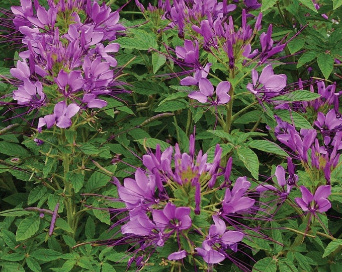 Royal Queen Purple Dwarf Cleome (spider Flower) - Etsy