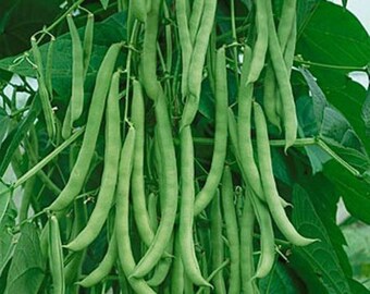 Mccaslan Pole Bean - Etsy