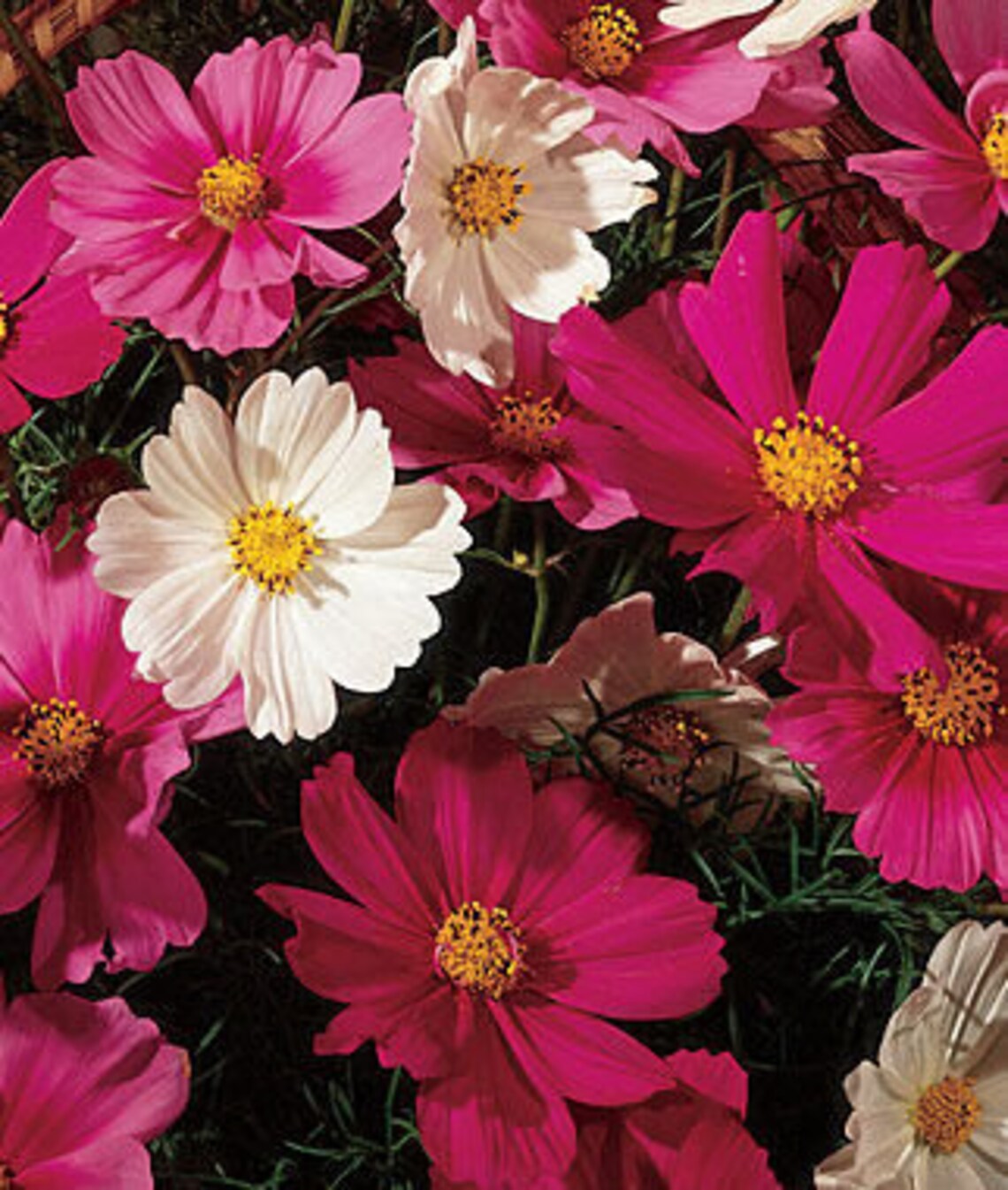 Sensation Mix Tall Cosmos - Etsy