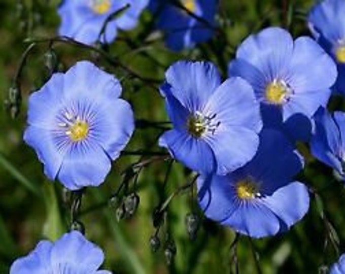 Blue Flax Seeds Beautiful Blue Color - Etsy