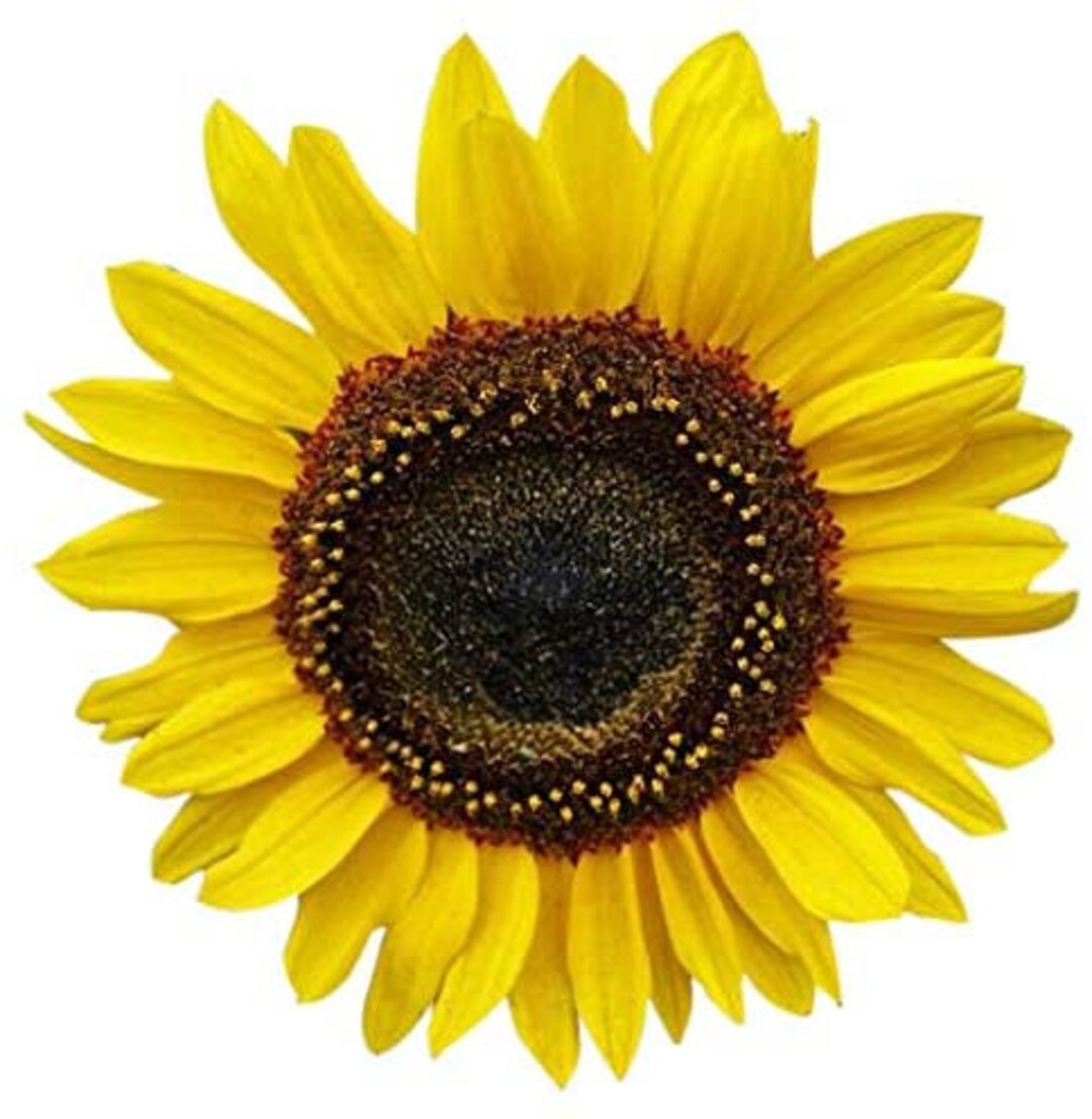 Domino Sunflower Seeds - Etsy