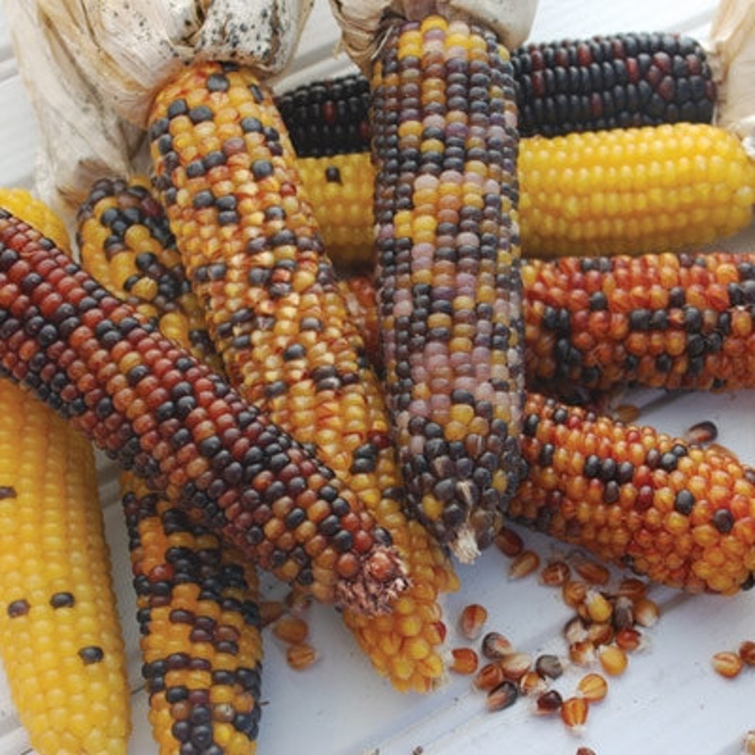 Rainbow Popcorn Seeds - Etsy