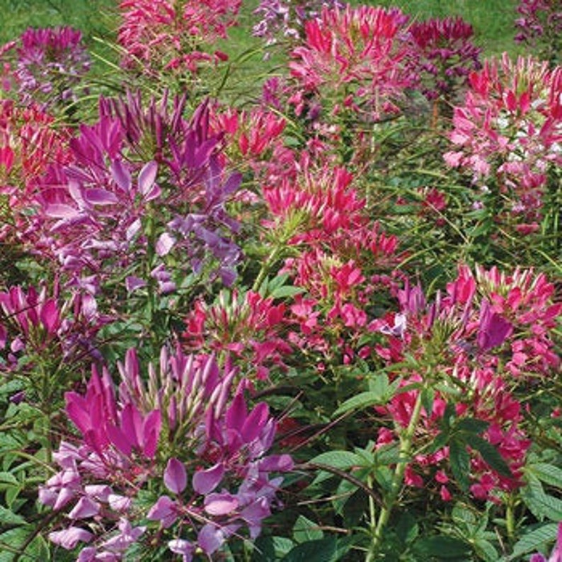 Pink and Purple Cleome Mix - 100 Seeds - Etsy