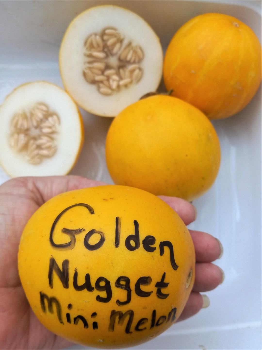 Golden Nugget Mini Melon Seeds - Etsy