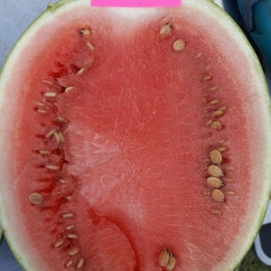 Stone Mountain Watermelon - Etsy