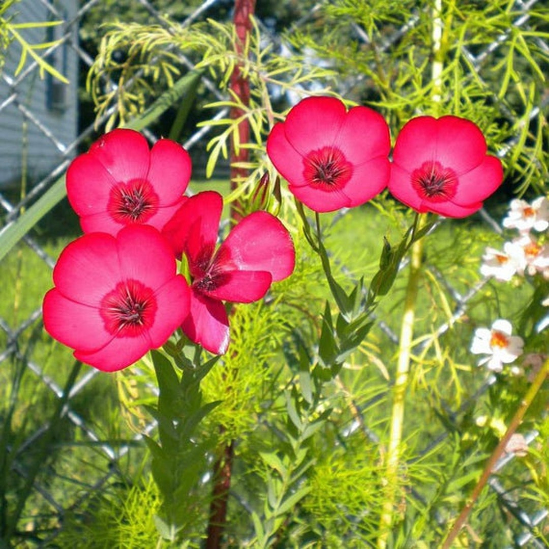Scarlet Flax Seeds - Beautiful Color - Etsy