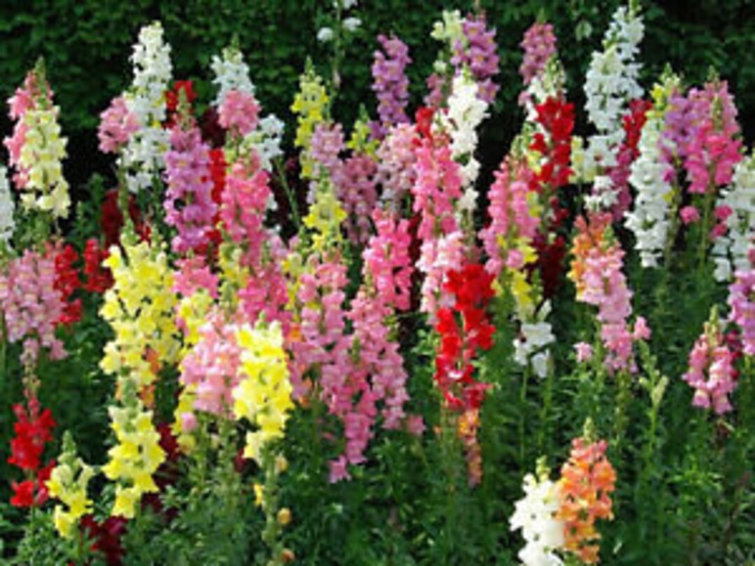 Snapdragon Tall Mixed Colors Seeds - Etsy