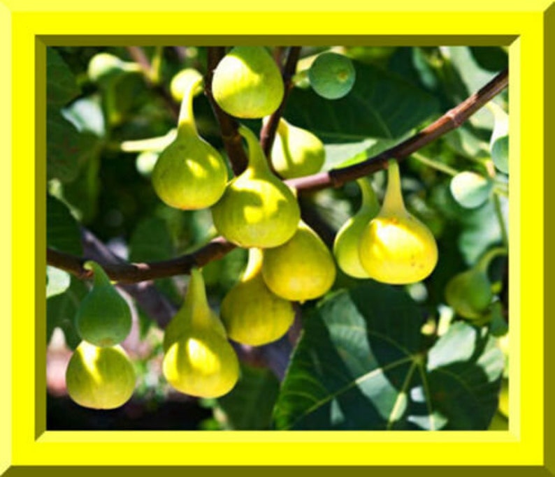 Golden Fig Tree Seeds - Etsy