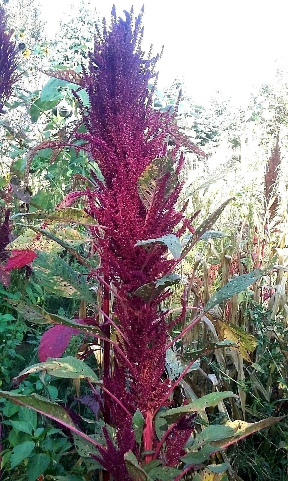 Amish Tall Boy Amaranth Seeds - Etsy