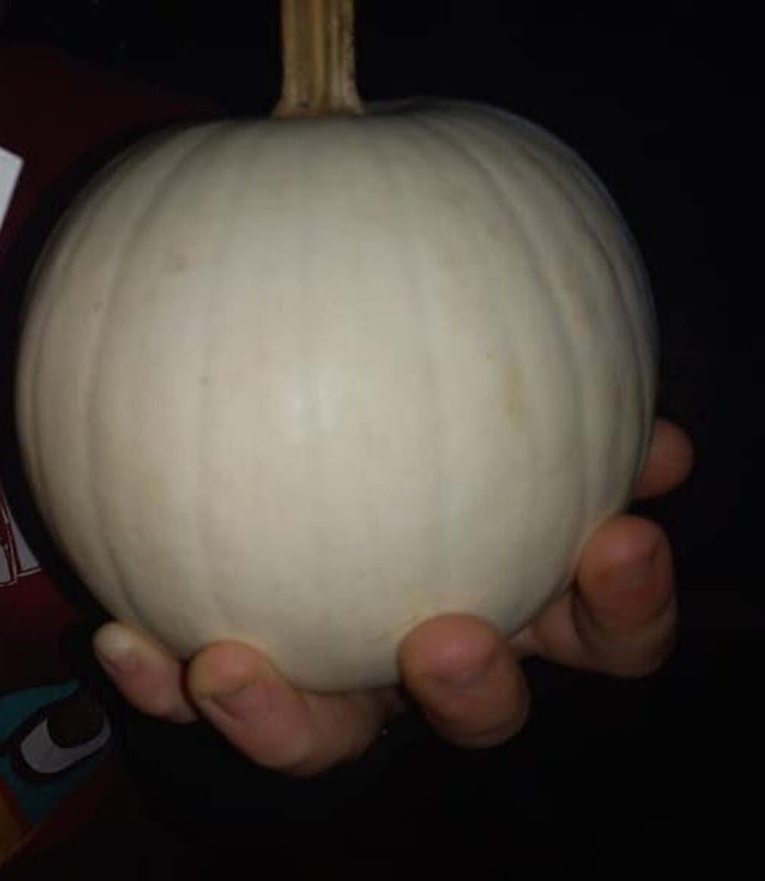 Snowball Pumpkin Seeds - Etsy