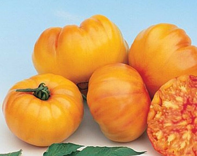 Giant Yellow Tomato - Etsy