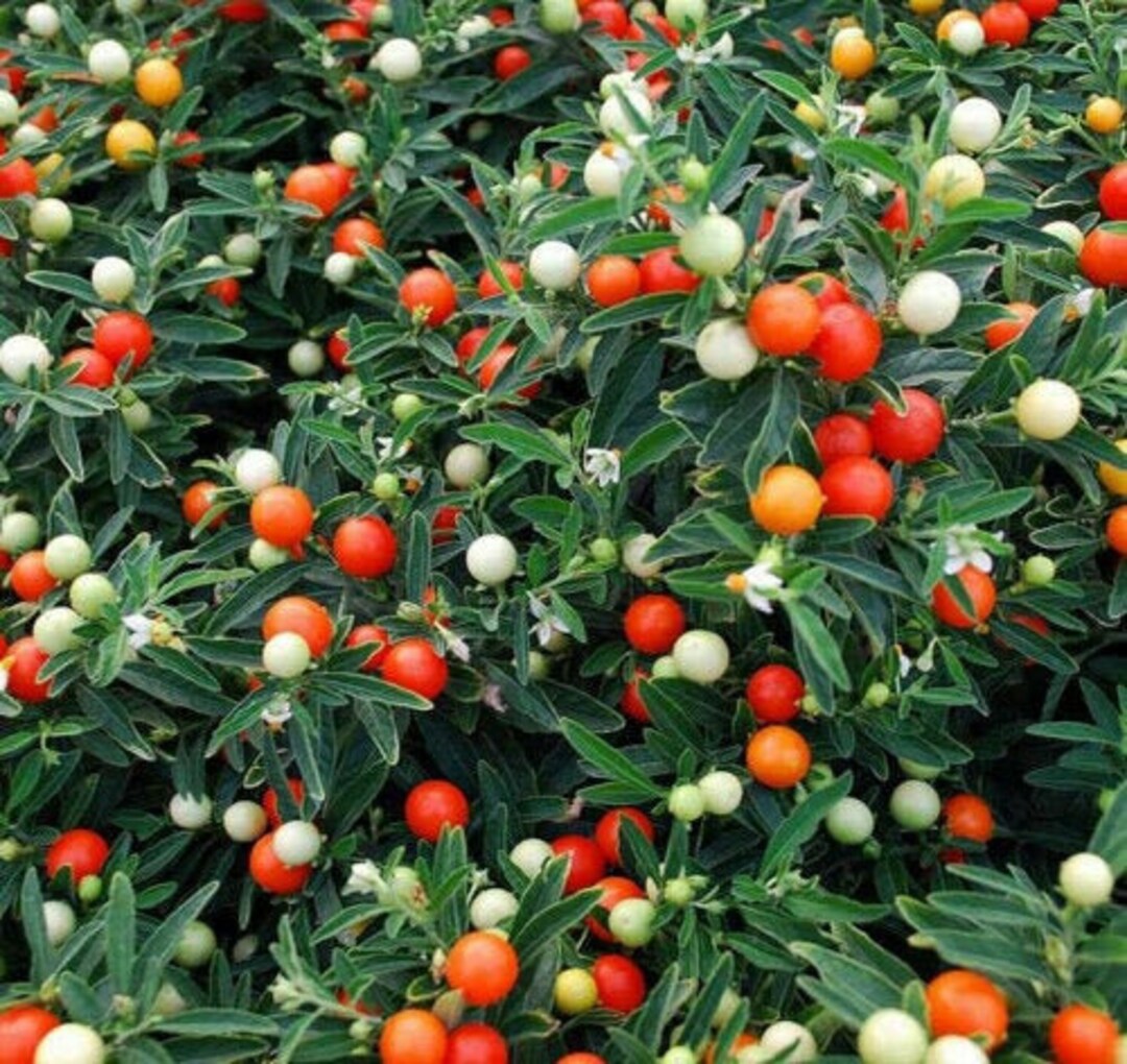 Jerusalem Cherry Seeds - Etsy