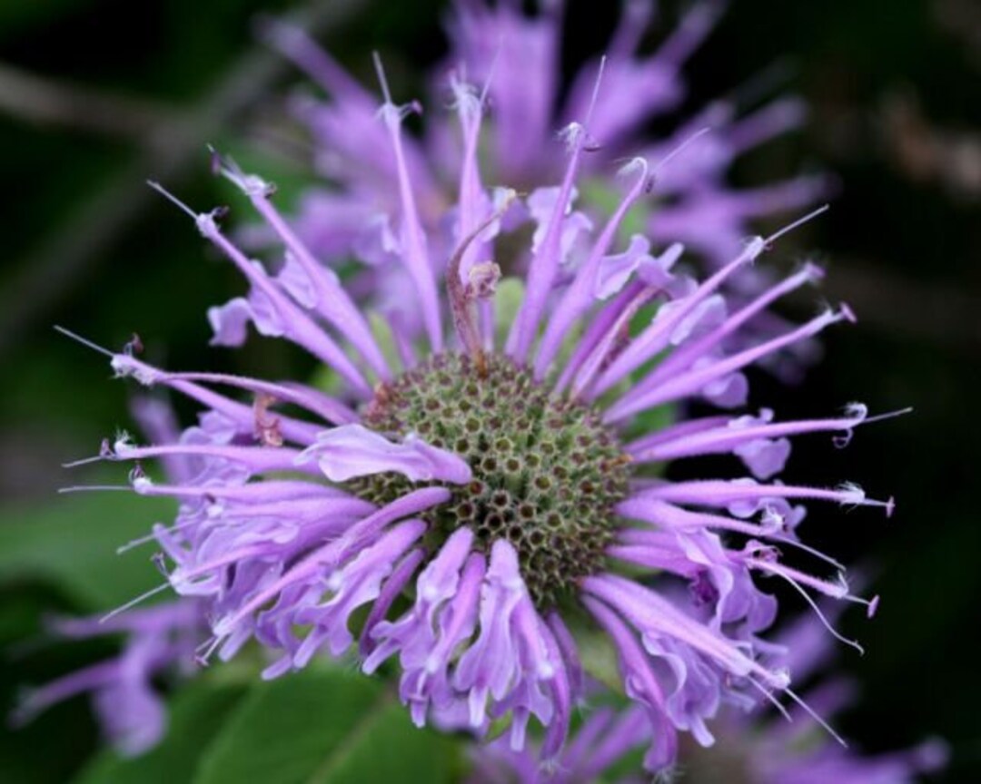 Hardy Purple Bee Balm (bergamont,monarda) Seed - Etsy