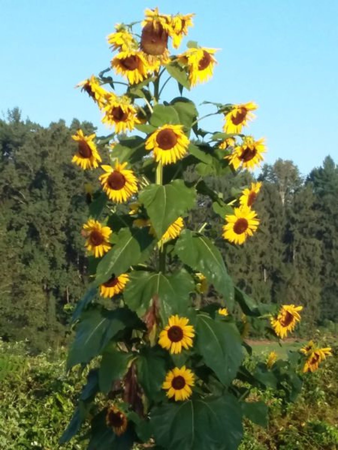 Sunflower Tree Seeds - Grows Like a Tree! Tower of Flowers - Very Hard ...