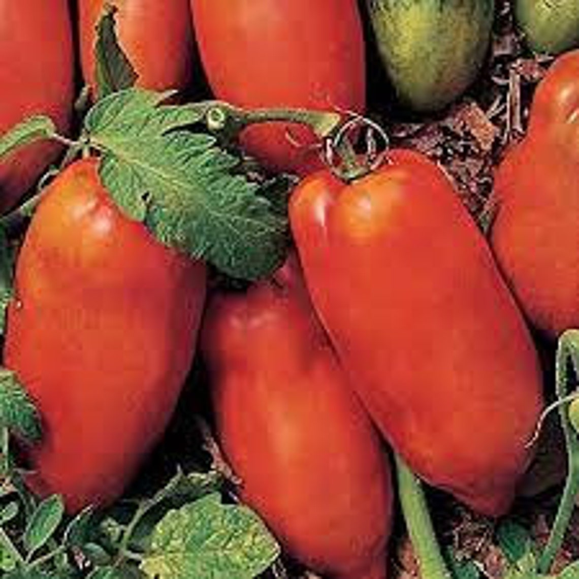 Polish Paste Tomato Seeds - Etsy