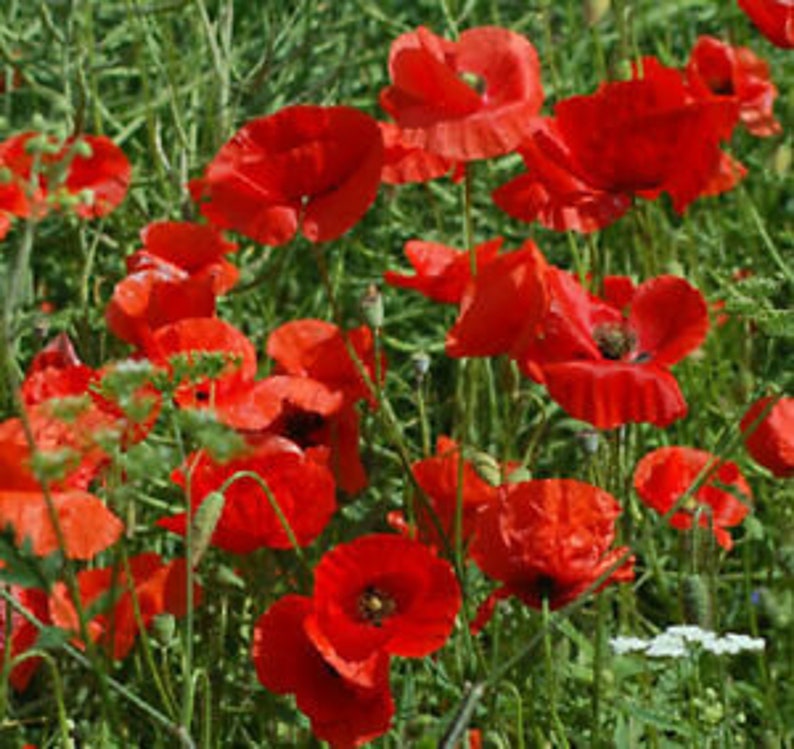 Flanders Red Corn Poppy Seeds - Etsy