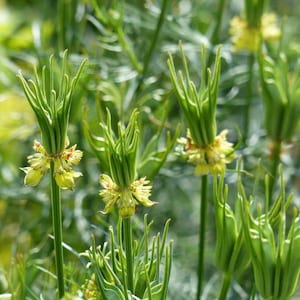 Love in a Mist Transformers nigella Orientalis | Etsy