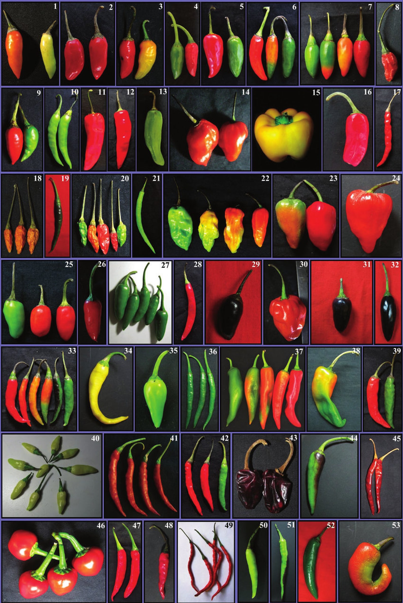 Custom Hot Pepper Mix- (made From 70 Kinds) - Etsy