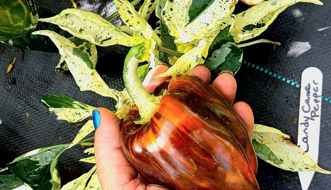 Candy Cane Sweet Pepper Seeds ( Variegated Peppers) - Etsy