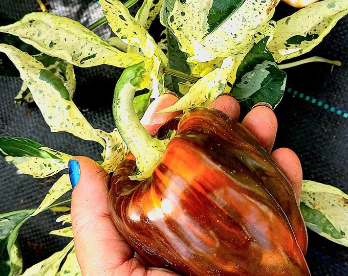 Candy Cane Sweet Pepper Seeds ( Variegated Peppers) - Etsy